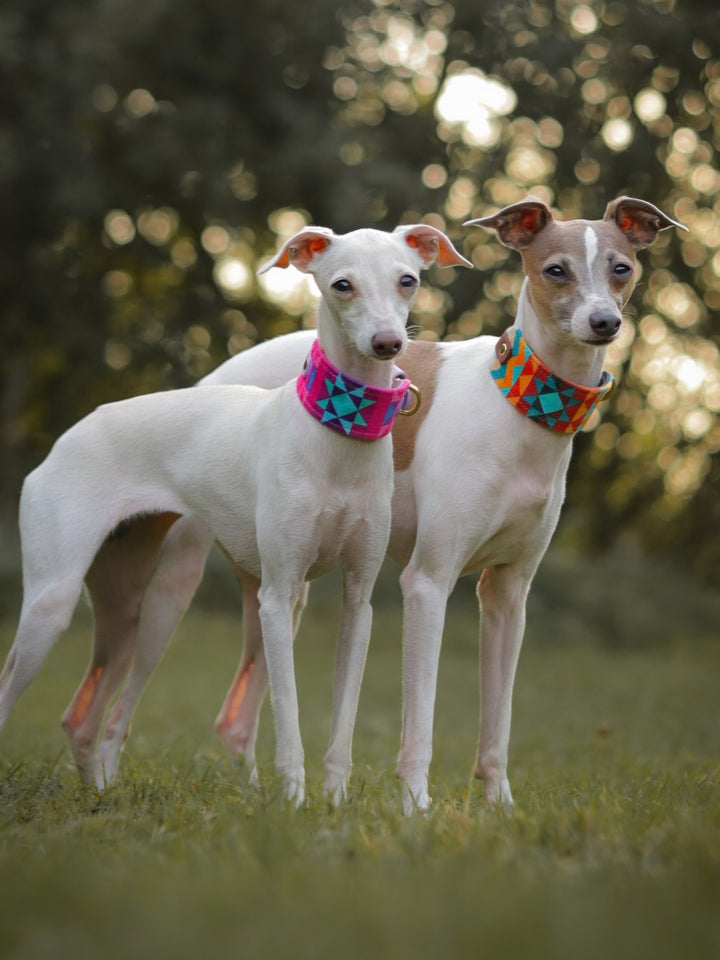 Handmade luxury dog accessories – Bramble and Friends