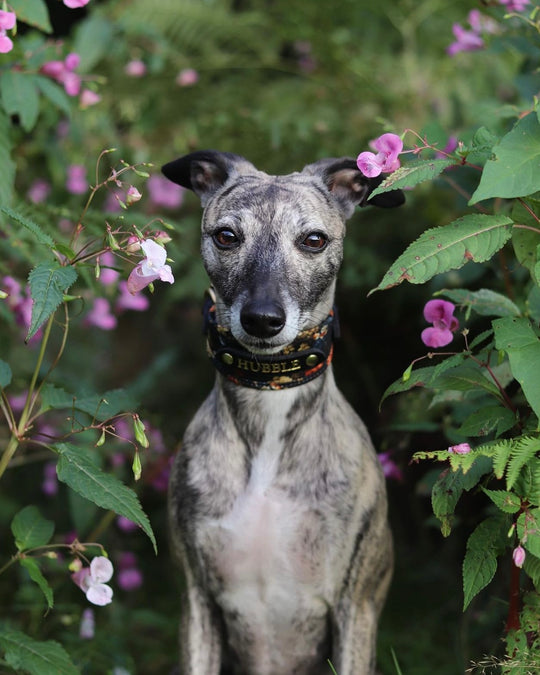 Handmade luxury dog accessories – Bramble and Friends