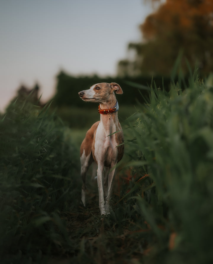 Handmade luxury dog accessories – Bramble and Friends